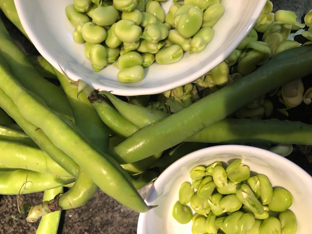 Fresh Fava Beans – FAVE FRESCHE