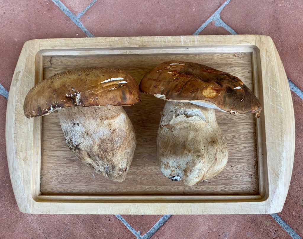 Funghi: The Many Mushrooms of Italy